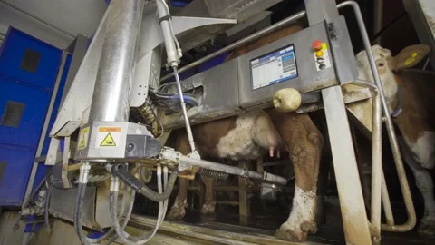 State of the art Automatic milking machi... | Stock Video | Pond5