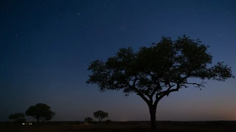 Static astro night timelapse of a Marula... | Stock Video | Pond5