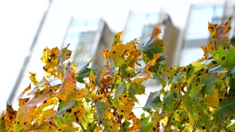 Static close-up of leaves of a tree turn... | Stock Video | Pond5