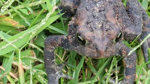 Static up close view of a toad sitting i... | Stock Video | Pond5