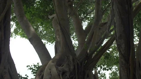 Static scene of banyan tree from within ... | Stock Video | Pond5