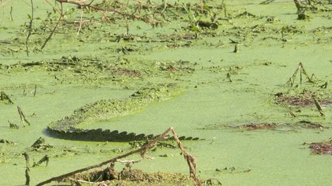 Static Shot of Alligator Covered in Duck... | Stock Video | Pond5