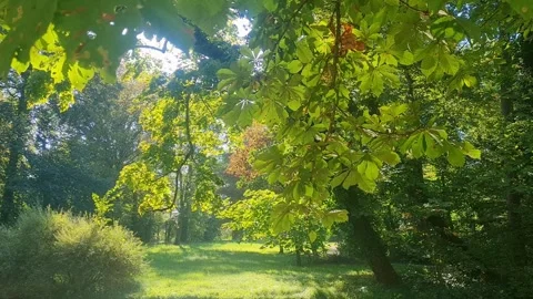 Static shot of beautiful surreal meadow ... | Stock Video | Pond5