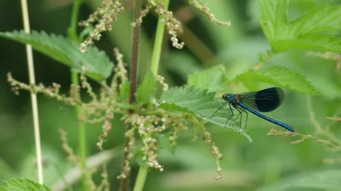 Sitting Nettle Stock Videos – Royalty-Free HD & 4K Videos | Pond5