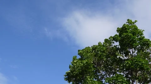 static shot of clear blue sky with littl... | Stock Video | Pond5
