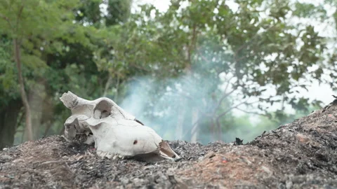 static shot of a cows skull with a fire ... | Stock Video | Pond5