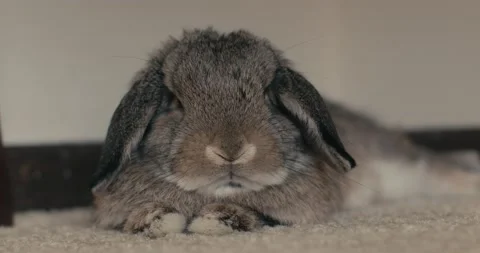 Static shot of a cute bunny rabbit lying... | Stock Video | Pond5