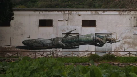 Static shot of dead lizard reptile anima... | Stock Video | Pond5