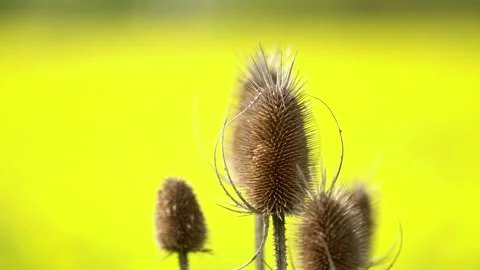 Static shot of dried plant Teasel comb w... | Stock Video | Pond5