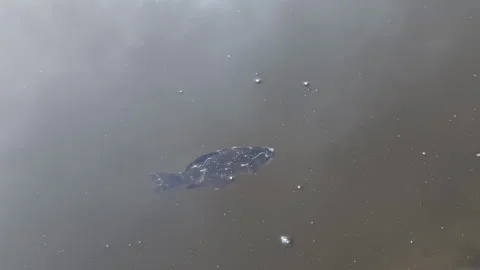 Static shot of a fish in dirty water, la... | Stock Video | Pond5