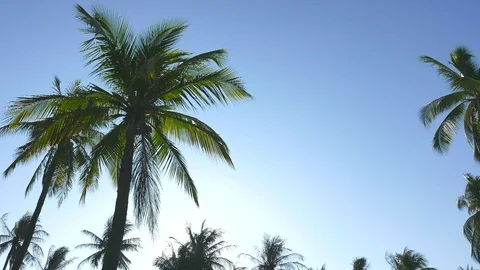 A static shot focused on the palm trees ... | Stock Video | Pond5
