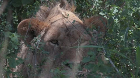 Static shot of a large lion standing beh... | Stock Video | Pond5