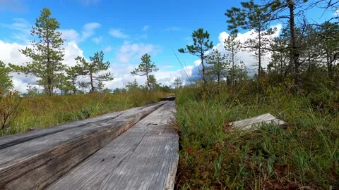 Woods Static Stock Video Footage | Royalty Free Woods Static Videos | Pond5