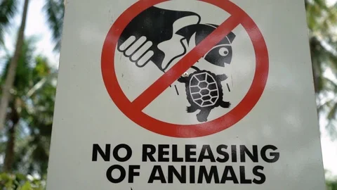 No Releasing Animals Stock Videos – Royalty-Free HD & 4K Videos | Pond5