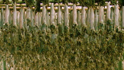 STATIC shot, Thousands of drying cod fil... | Stock Video | Pond5