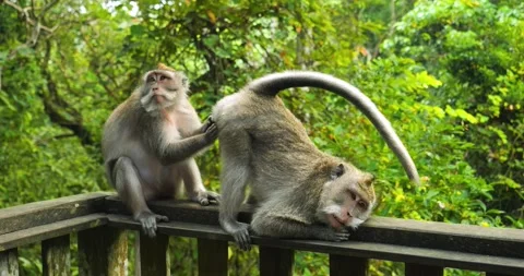 Static shot of two macaque monkeys sitti... | Stock Video | Pond5