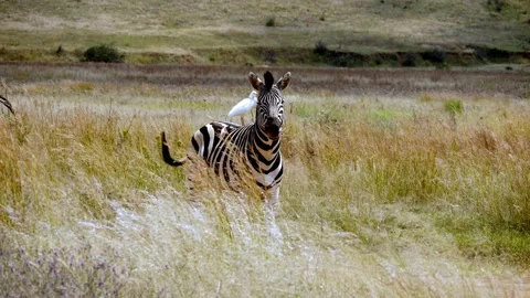 Static shot of a zebra standing swinging... | Stock Video | Pond5