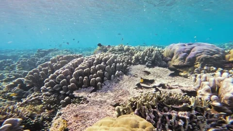 A static underwater landscape of the liv... | Stock Video | Pond5