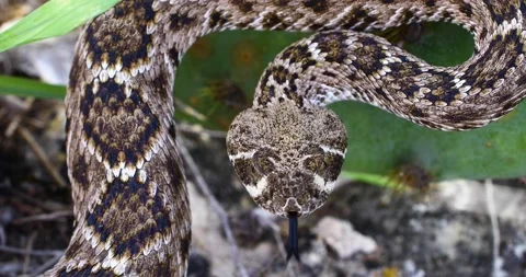 Static video of a Western Diamondback Ra... | Stock Video | Pond5