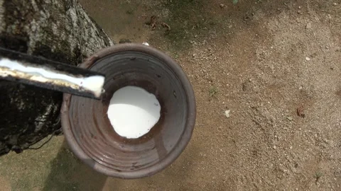 Static view of rubber tapping is the pro... | Stock Video | Pond5