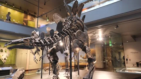 Stegosaurus Skeleton Stock Video Footage | Royalty Free Stegosaurus ...