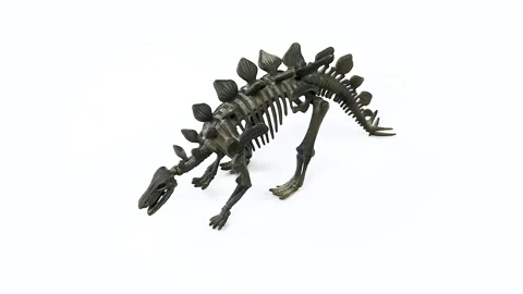 Stegosaurus Skeleton Stock Video Footage | Royalty Free Stegosaurus ...