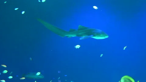 Stegostoma Fasciatum. The Zebra Shark sw... | Stock Video | Pond5