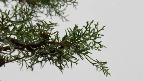 A stem of thuya occidentalis with green ... | Stock Video | Pond5