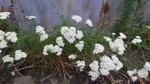 Stem and Next Stock Videos – Royalty-Free HD & 4K Videos