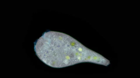 Stentor Ciliophora Infusoria under micro... | Stock Video | Pond5