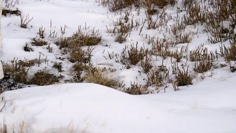 Step Snow Stock Video Footage | Royalty Free Step Snow Videos | Pond5