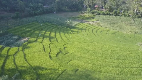 Stepped rice terraces in rural field of ... | Stock Video | Pond5