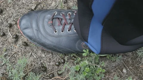 Step In Shit Stock Videos – Royalty-Free HD & 4K Videos | Pond5