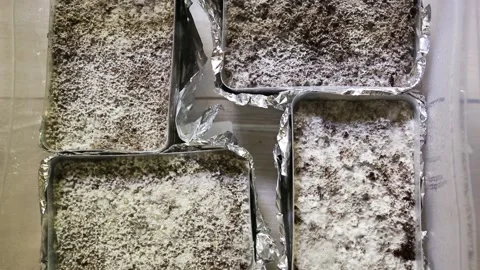 Sterile container with the mycelium of p... | Stock Video | Pond5