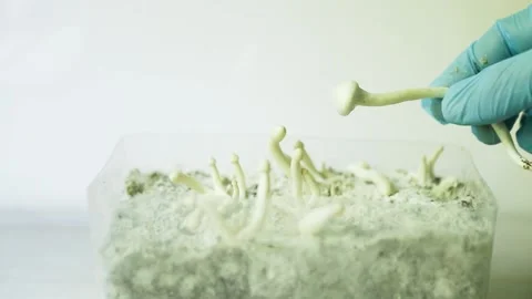 Sterile container with the mycelium of p... | Stock Video | Pond5