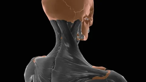 Sternothyroid Muscle Anatomy For Medical... | Stock Video | Pond5