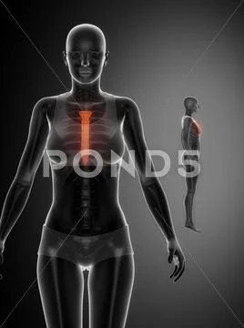 STERNUM black x--ray bone scan ~ Clip Art #50005995