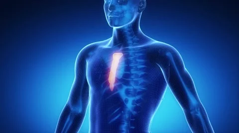 STERNUM bone skeleton x-ray scan in blue | Stock Video | Pond5
