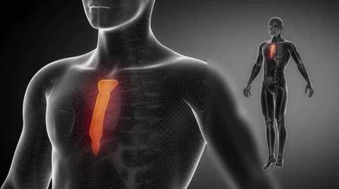 STERNUM bone skeleton x-ray scan in bla... | Stock Video | Pond5