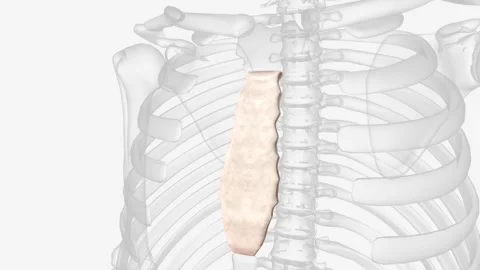 Sternum Unlabeled The Sternum (or Breastbone) Is A Flat Bone Located