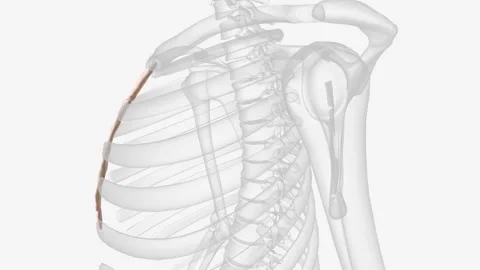 The sternum (or breastbone) is a flat bo... | Stock Video | Pond5