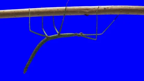 Insect Green Screen Stock Videos – Royalty-Free HD & 4K Videos