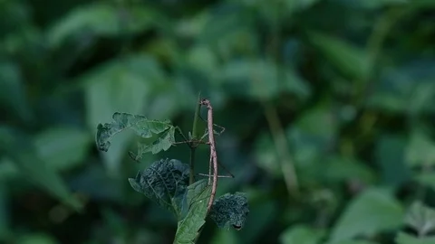 Stick Insect, Phasmatodea, eating the to... | Stock Video | Pond5