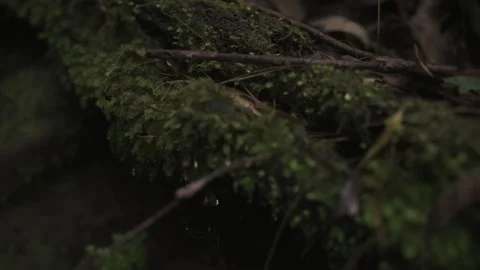 Sticks Covered in Wet Dripping Moss - Do... | Stock Video | Pond5