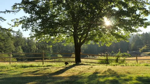 Still shot of big tree growing near fenc... | Stock Video | Pond5
