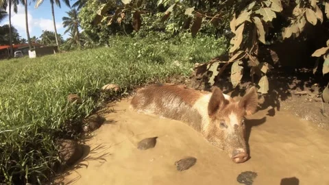 Hog Front View Stock Videos – Royalty-Free HD & 4K Videos