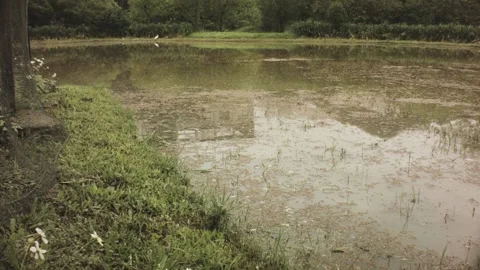 still view of a muddy wetland swamp with... | Stock Video | Pond5