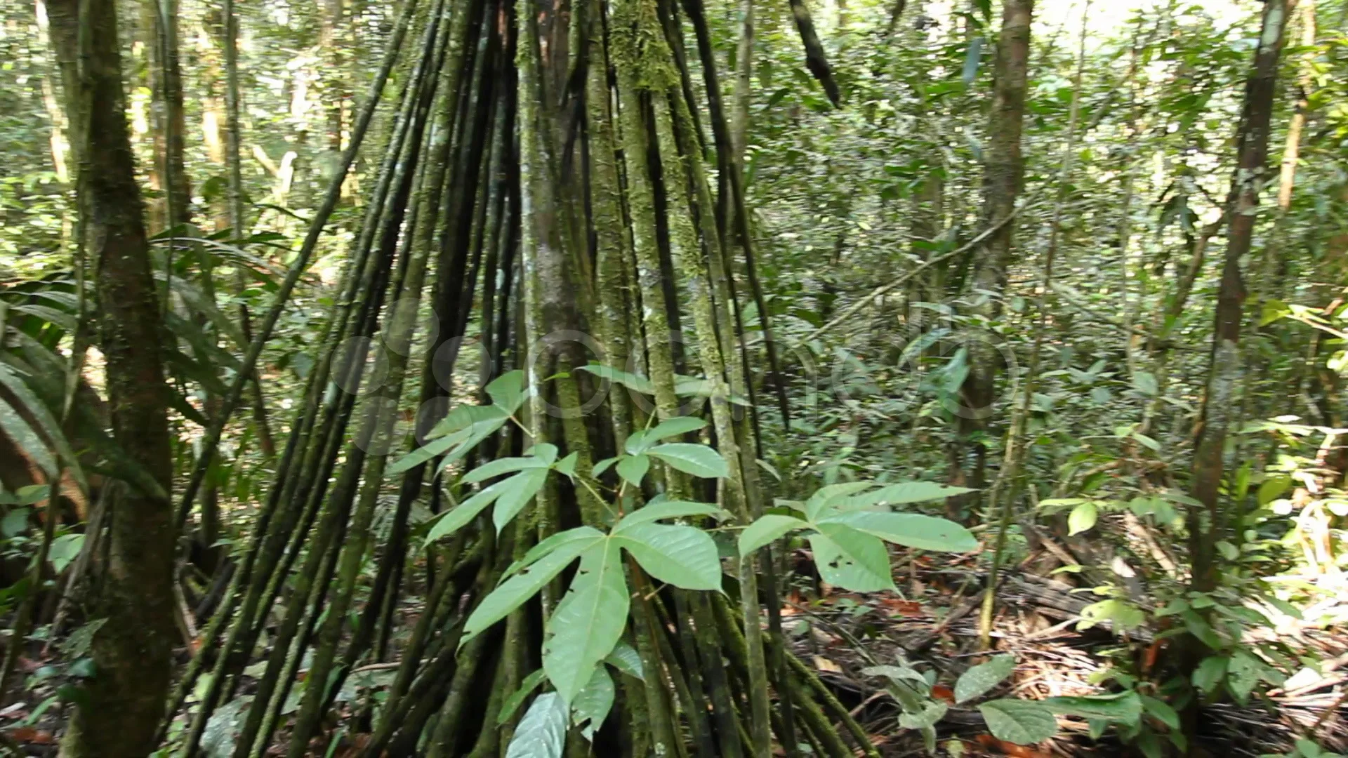 Stilt Root Aerial Prop Roots Image & Photo (Free Trial) | Bigstock
