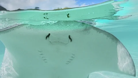 Sting Ray Stock Video Footage | Royalty Free Sting Ray Videos | Pond5