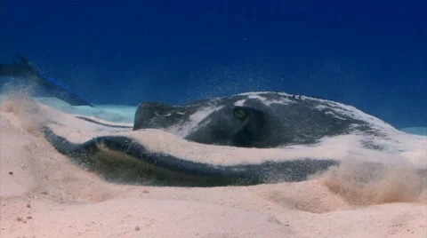 stingray eating from sand | Stock Video | Pond5